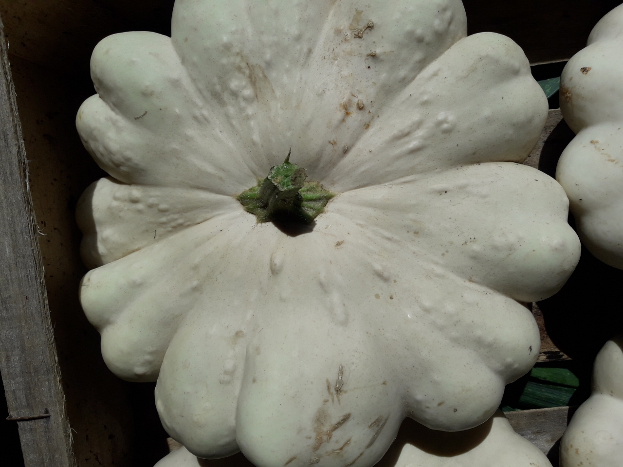 Patisson - 1 u - Les Légumes De Laura - Locavor.fr