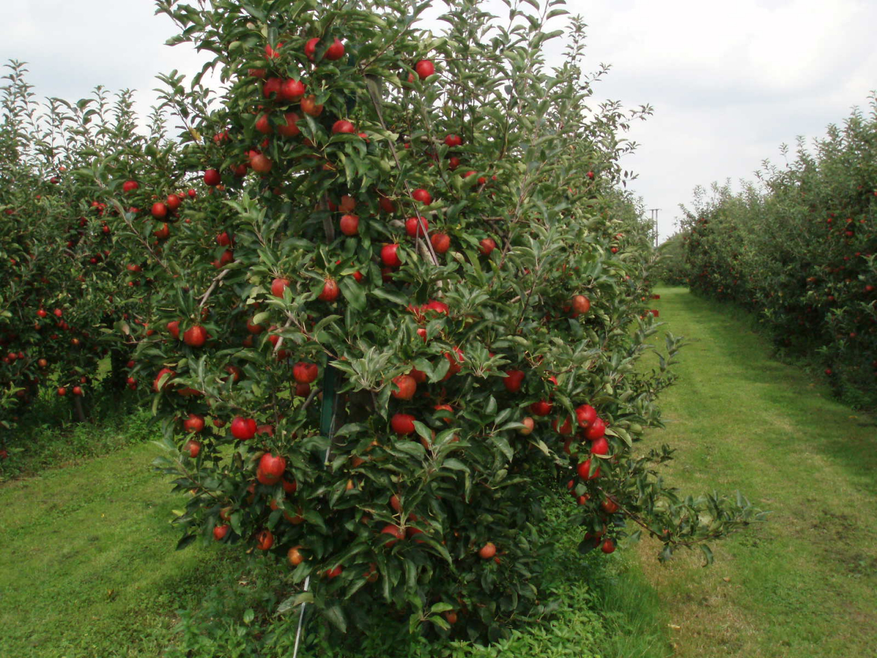 Pomme variété gala - 4 formats - Le Verger De Recy - Locavor.fr