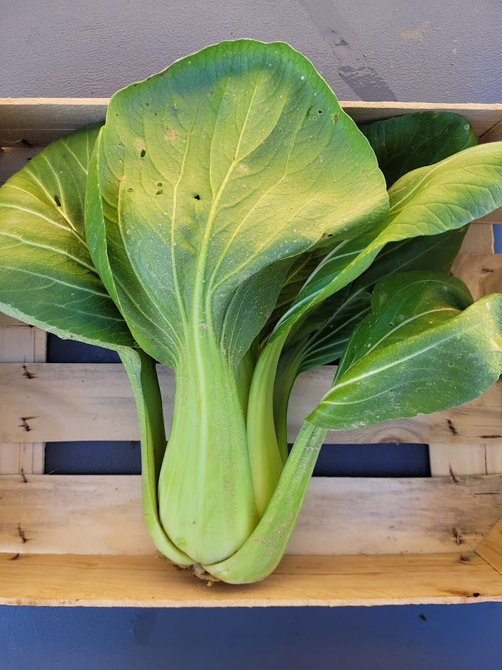Choux pak-choï - 1 u - Le Potager D'ouroux - Locavor.fr