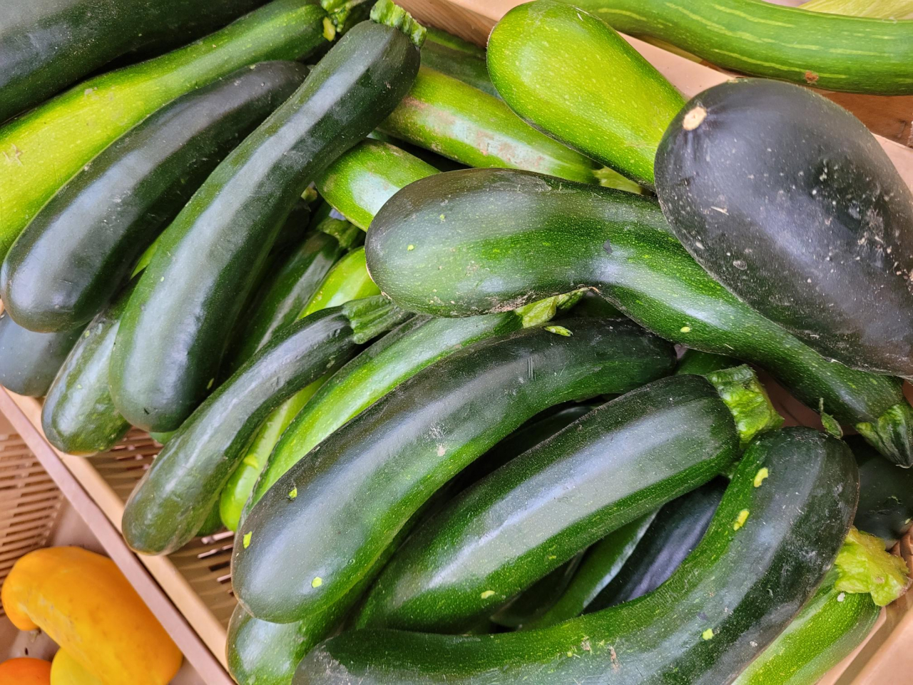 Courgette hors gabarit - 1 u - Debojardain - Locavor.fr