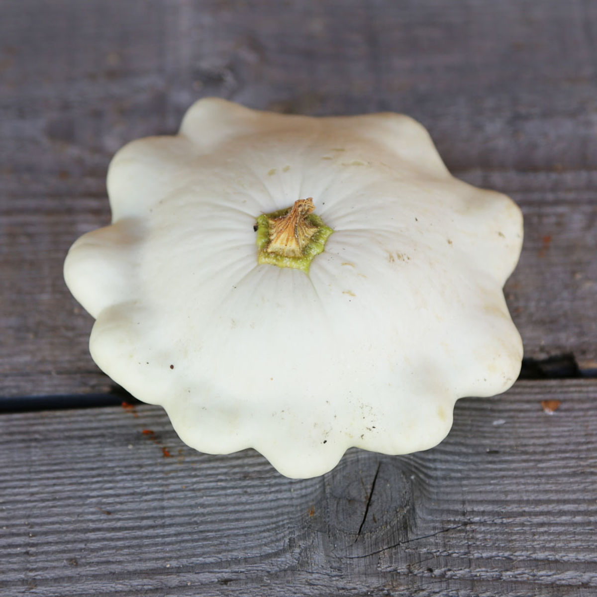 Pâtisson - 1 u - Ferme De L'ormurion - Locavor.fr