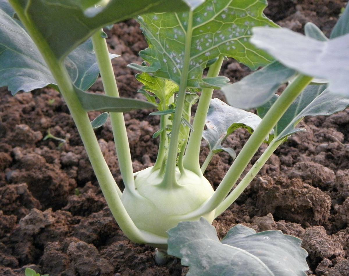 Chou rave - 1 u - Ferme De La Paverie - Locavor.fr