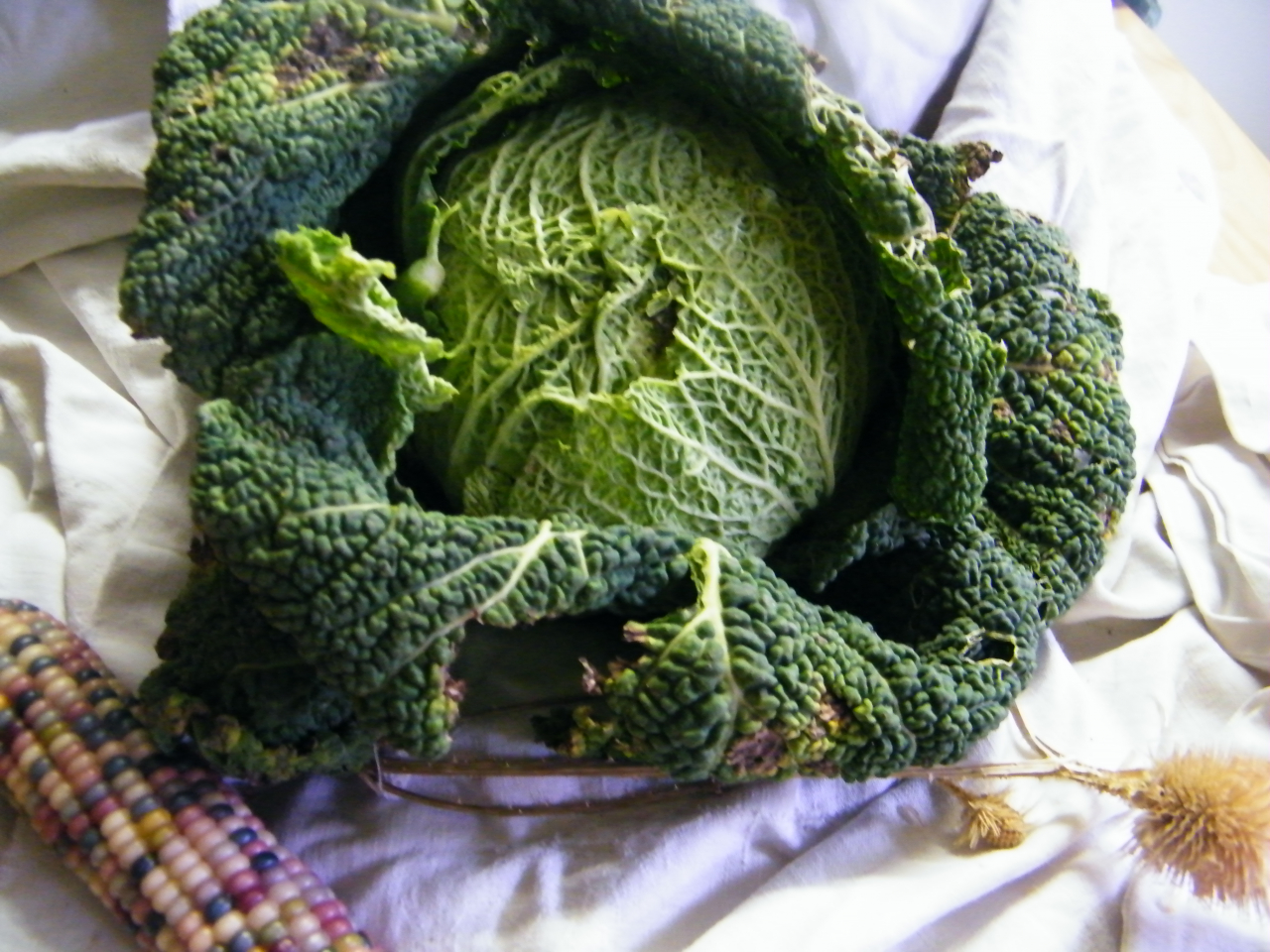 Chou de milan - 1 u - Willers Hof - Locavor.fr